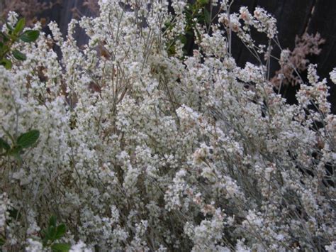 Botanical E Native Plant Database