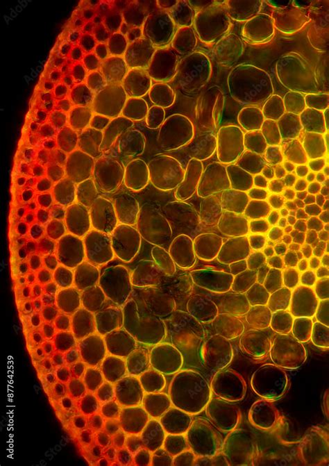 Seta Of A Polytrichum Moss In Cross Section With Polarization Stock