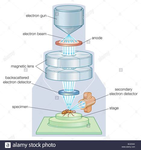 Cells Part 2 Flashcards Quizlet