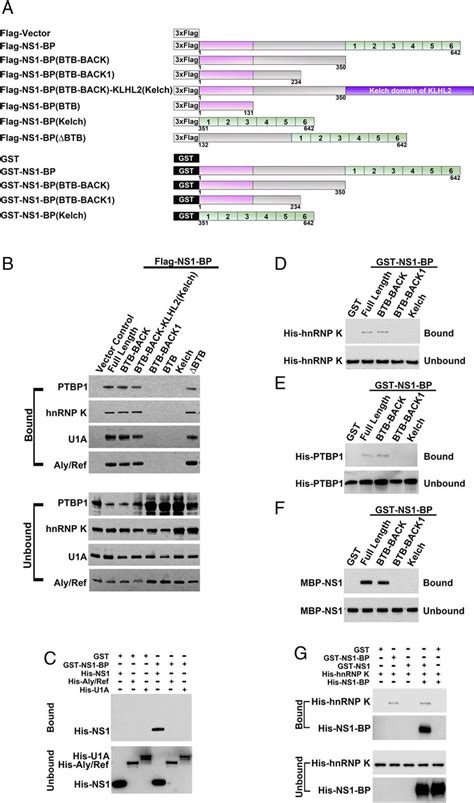 The Back Domain Of Ns1 Bp Interacts With Splicing And Mrna Export