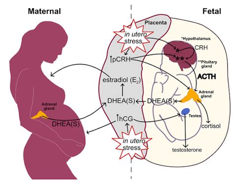 Epiphany Preventing Miscarriagesautism Using Progesterone And Sex Specific Fetal And