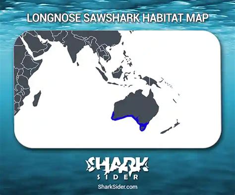 Longnose Sawshark Facts Size Behavior Diet Pictures