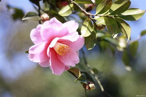 养茶花浇什么水好？浇这5种水，长得旺开花多又鲜艳百科ta说