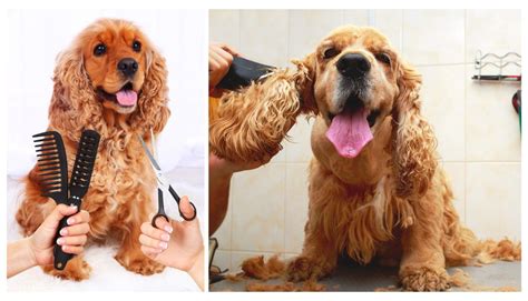 The Cocker Spaniel Haircut A Guide To Grooming And Styling With Photos