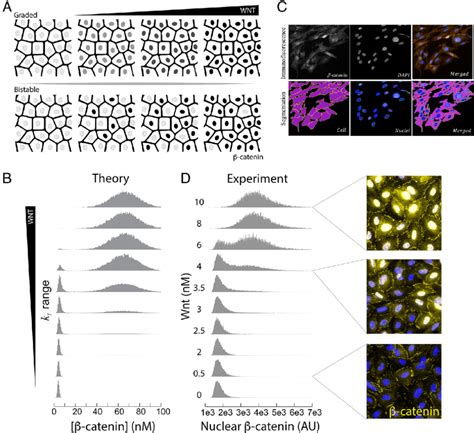Human Colonic Epithelial Cells Respond To Wnt In A Bistable Manner A