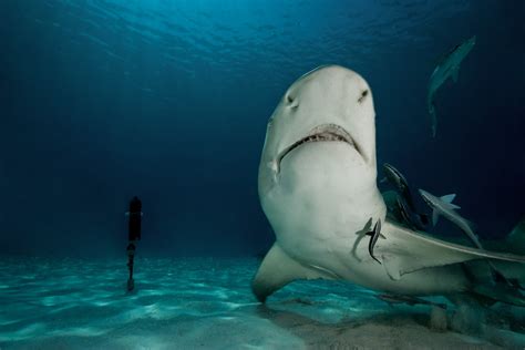 The Most Innovative Fish Tracking Technology