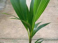 17 Ideas De Matas De Coco Para Guardar Hoy Mata Coco Jardines Y Más