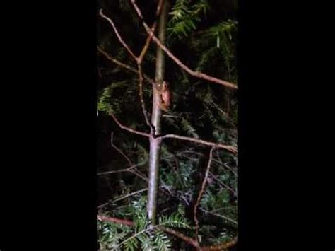 Spring Peeper Peeping Youtube