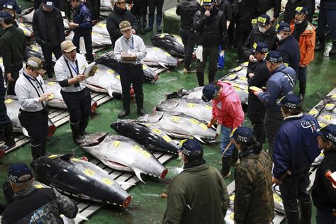 Japanese Tuna King Pays Record R53 Million For Bluefin At Tokyo