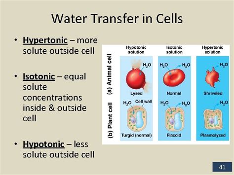 Chapter 7 Cell Membranes Cell Membranes The Plasma