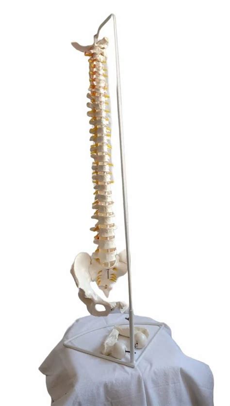Human Spine Model At ₹ 5800piece Anatomical Models In Jaipur Id