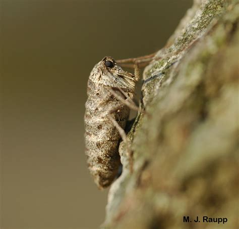 Cankerworm Conundrums Fall Cankerworm Alsophila Pometaria — Bug Of