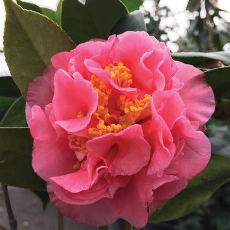 Camellia Japonica ‘ack Scent Kiefer Nursery Trees Shrubs Perennials