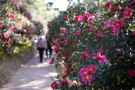 비행기를 왜 타요 여기가 애기동백 천지인데 오마이뉴스