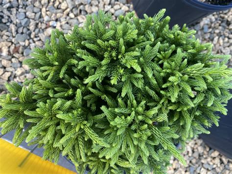 Cryptomeria Japonica SPg 3 005 Dragon Warrior Piedmont Carolina