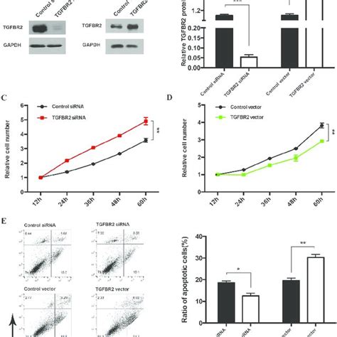 Upregulation Of The Tgfbr2 Protein But Not Mrna In Crc Tissues A Download Scientific