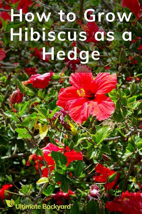 How To Grow A Hibiscus Hedge Hedges Hibiscus Backyard