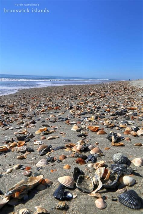 Shells On Holden Beach Nc