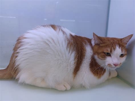 코리안숏헤어 보리 하이랜드폴드책임분양 애완견책임분양 반려견책임분양 소형견키우는방법 중형견키우는방법 대형견키우는방법 미니비숑프리제키우는방법 토이푸들키우는방법 골든리트리버키우는