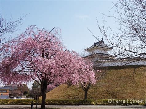 何度でも見たい宇都宮の桜スポット5選栃木 NAVITIME Travel