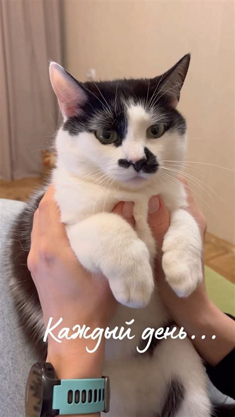 Anyaartemieva On Instagram Регулярность 😉😂😂 Kittysports Catpilates😺
