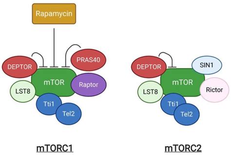 Ijms Free Full Text The Importance Of Mtorc1 Autophagy Axis For