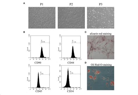 Primary Culture Of Bmscs And Identification A The Morphology Of