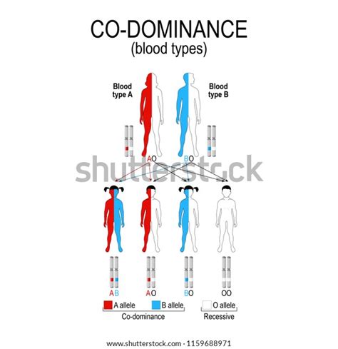 In Autosomal Dominant Inheritance Cgi Link Id Telegraph