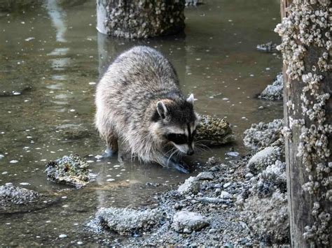 Unveiling The Secret World Of Raccoon Paws A Mind Blowing Dive Into