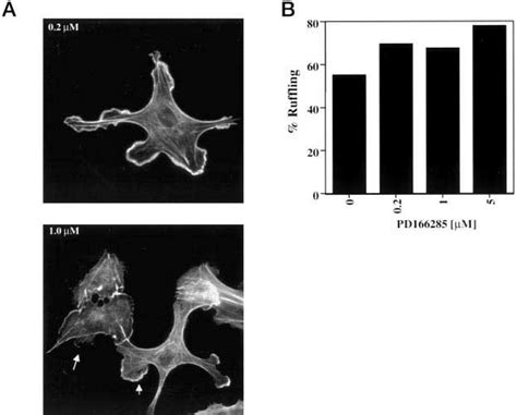 Fmlp Stimulation Is Independent Of Src Kinases A Pae Cells Expressing Download Scientific