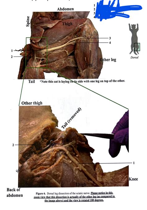 Ap 2 Lab 2 Feline Dissection Of Dorsal Leg Sciatic Nerve Diagram Quizlet