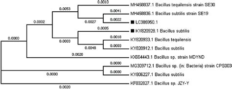 Phylogenetic Tree Showing The Relationship Between B Subtilis