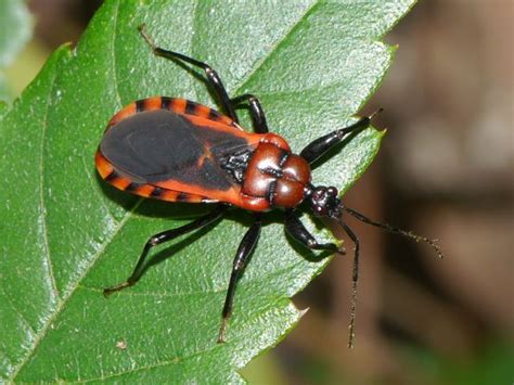 イボクサ疣草アカシマサシガメ赤縞刺亀虫 花と葉っぱ