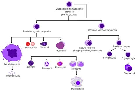 What Is The Difference Between Myeloid And Lymphoid Cells Pediaacom