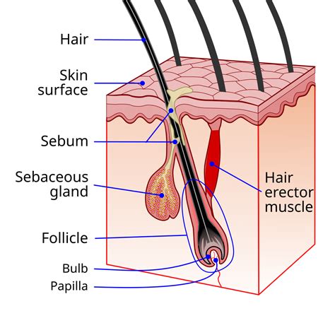 Labeled Hair Follicle Diagram