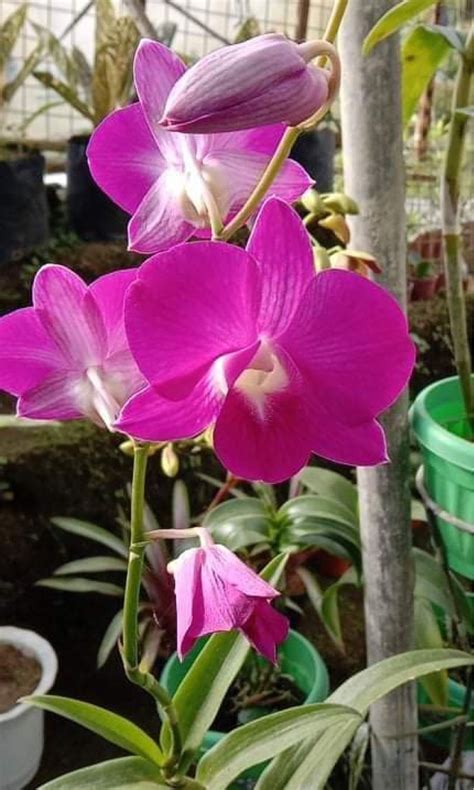 Dendro Orchids Available Today Furniture And Home Living Gardening