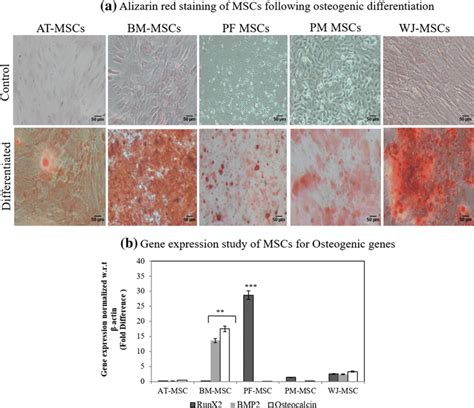 A Qualitative Analysis Of Osteogenic Differentiation Of Mscs Isolated