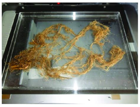 Root System Scanner Epson Expression 10000xl Download Scientific Diagram