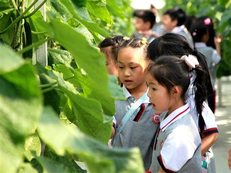 北京日报在智慧菜园里学种菜北京农学院科研基地成小学生科普课堂 欢迎访问北京农学院学校新闻网