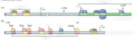 Modular Transcriptional Regulatory Regions Using Pax6 As An Activator