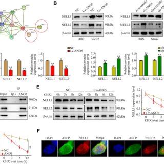 Inhibition of ANO5 decreased osteosarcoma cell proliferation and ...