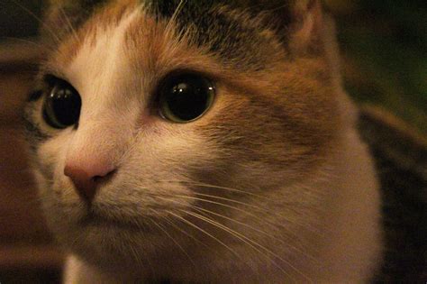 This Is My Friends Cat Penny Shes A Shy One But Let Me Get Close