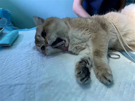 公猫绝育后变化会非常多你能适应吗 喵百科 上亦科技