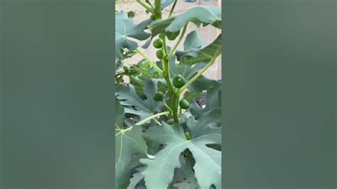 تين جاسم Youtube