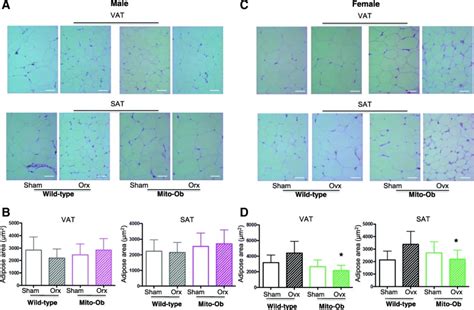 Gonadectomy In Mito Ob Mice Revealed A Sex Dimorphic Relationship Between Prohibitin And Sex