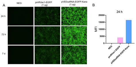 载体家小课堂 带您了解自扩增rna（sarna） 细胞 疫苗 设计