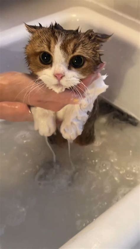 Times When Cats Were Unintentionally Funny в 2024 г Котята Милые