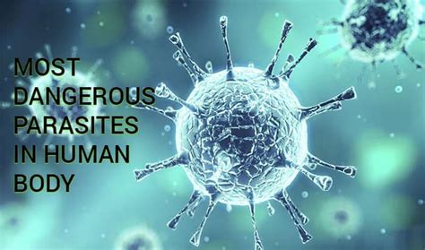 The Words Most Dangerous Parasites In Human Body Are Shown Above An