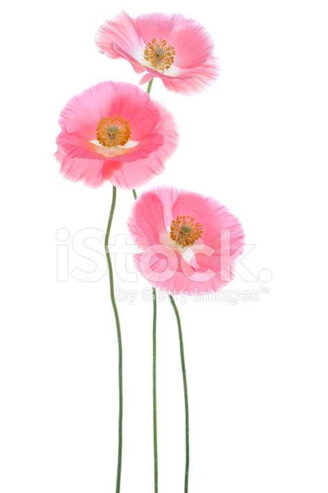 빨간 양 귀 비 스톡 사진 Freeimages