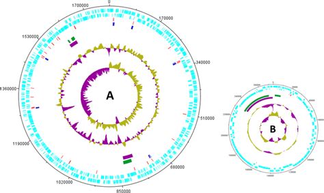 Circular Maps Of The S4 Genome Generated By Using Dnaplotter A The